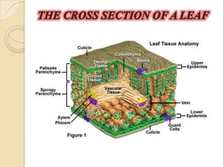 Photosynthesis (form 4 biology) | PPTX