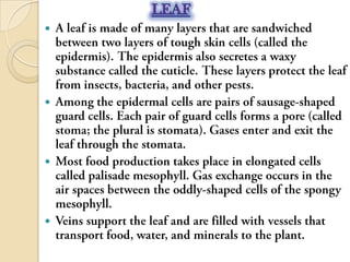 Photosynthesis (form 4 biology) | PPTX