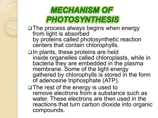 Photosynthesis (form 4 biology) | PPTX | Gardening | Home & Garden