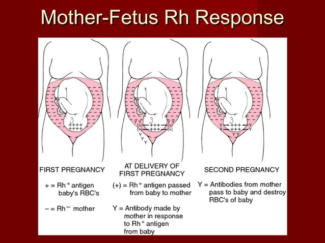 6.abo and rh blood typing. | PPT | Pregnancy | Reproductive Health