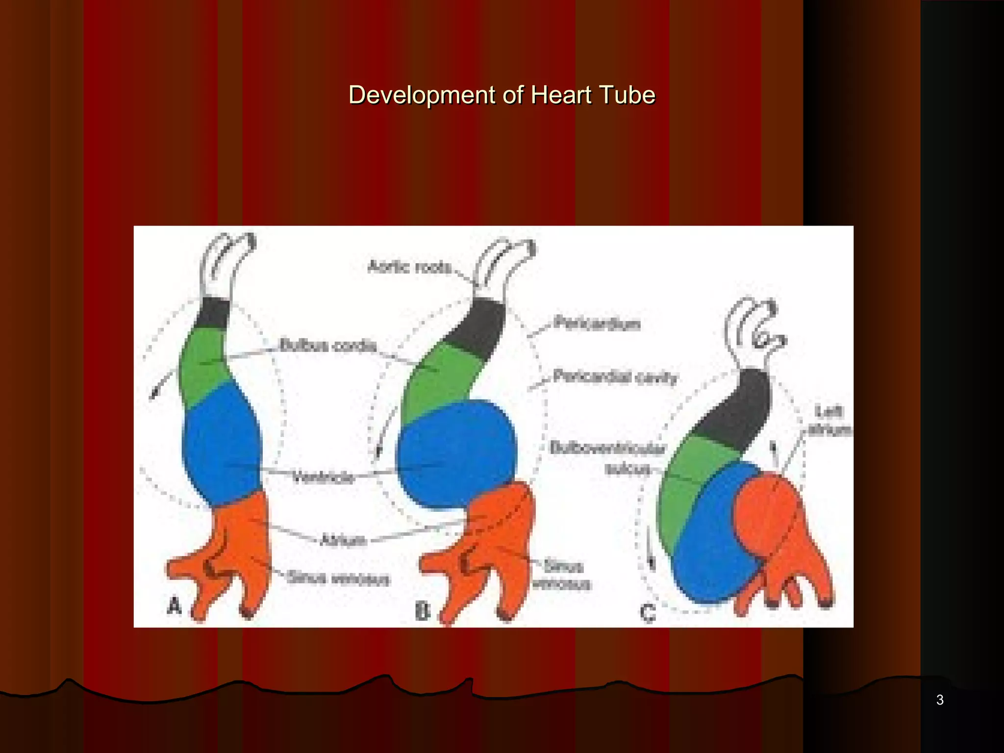 6.embryology of heart n lung | PPT
