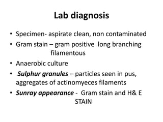 infections of pulp, periapical tissues,ludwig angina, osteomyelitis ...