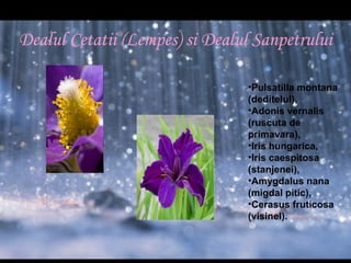 6. conservarea biodiversitatii in romania | PPT