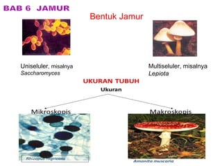 KINGDOM FUNGI FULL | PPT