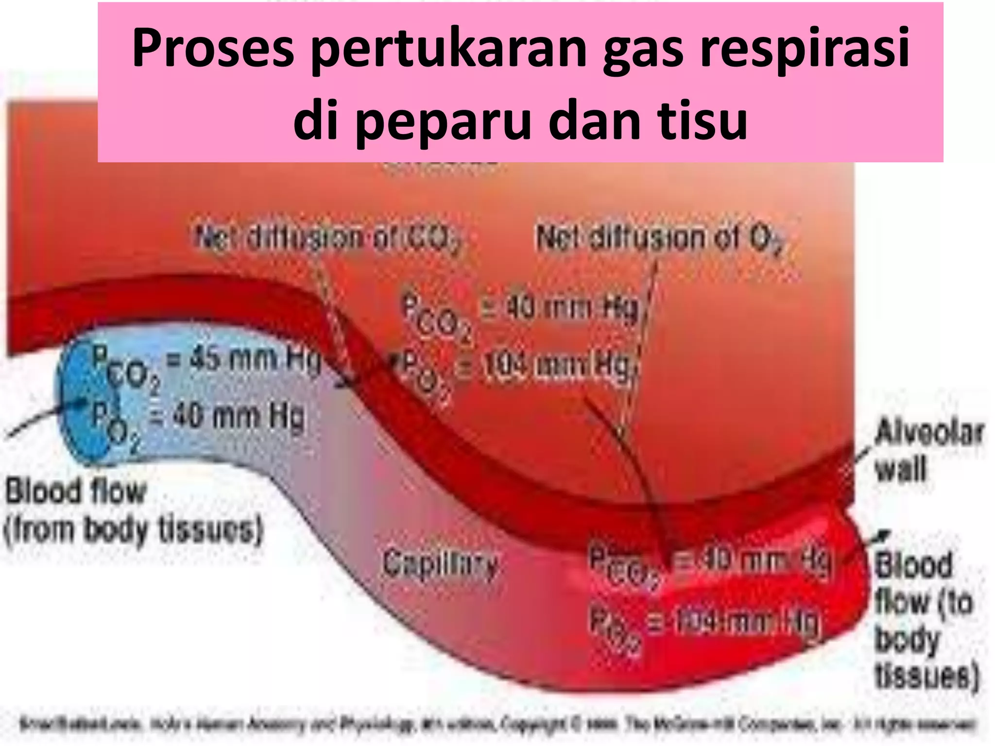 6.7 sistem respiratori | PPTX