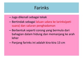 6.7 sistem respiratori | PPTX