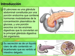 Fisiologia del páncreas exocrino | PPTX