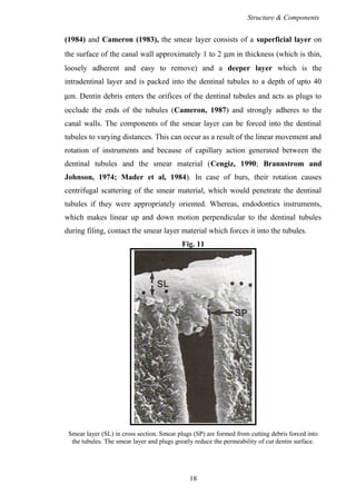 structure and components of the smear layer/ rotary endodontic courses ...