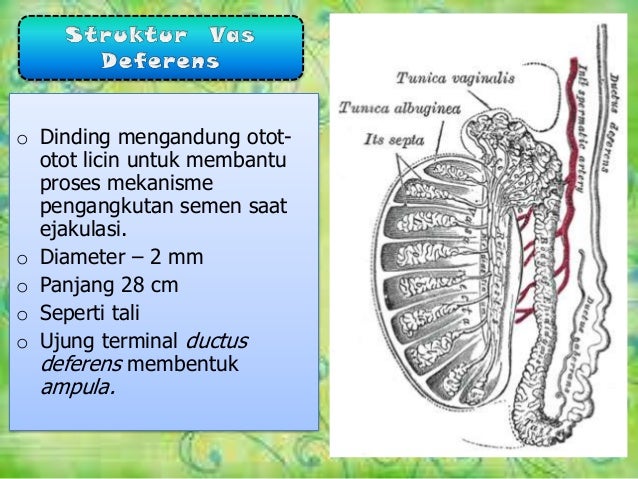 6. vas deferens