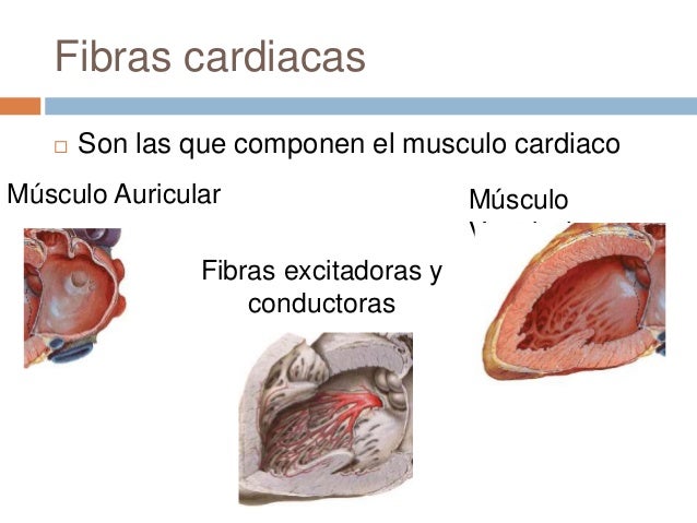6. sistema cardiovascular