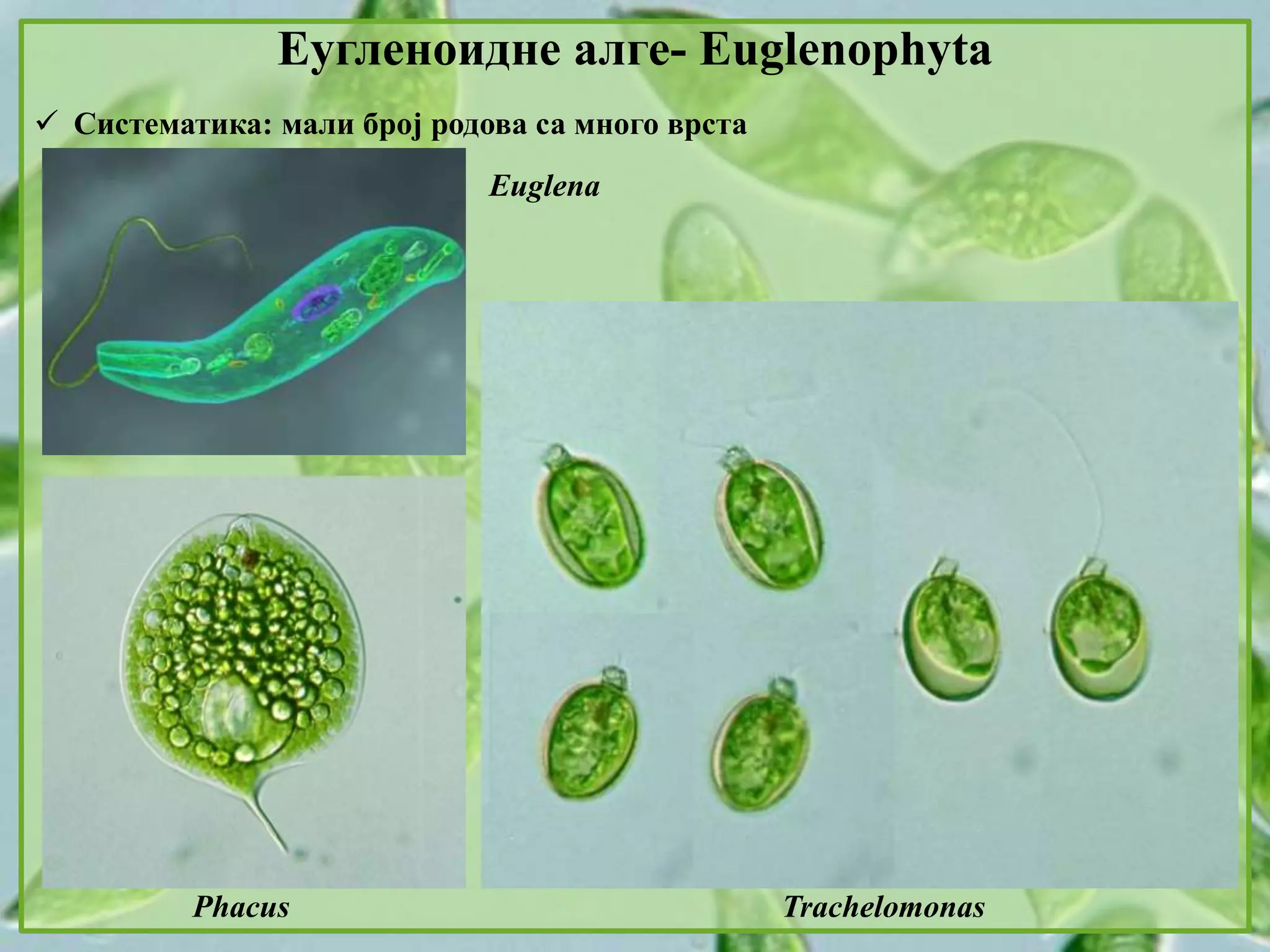 6. Euglenoidne alge | PPT