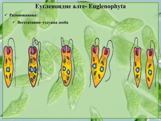 6. Euglenoidne alge | PPT
