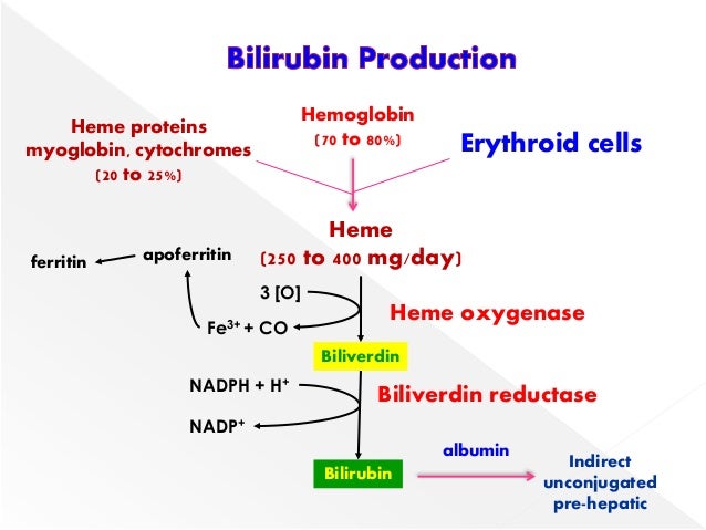HEME DEGRADATION - JAUNDICE