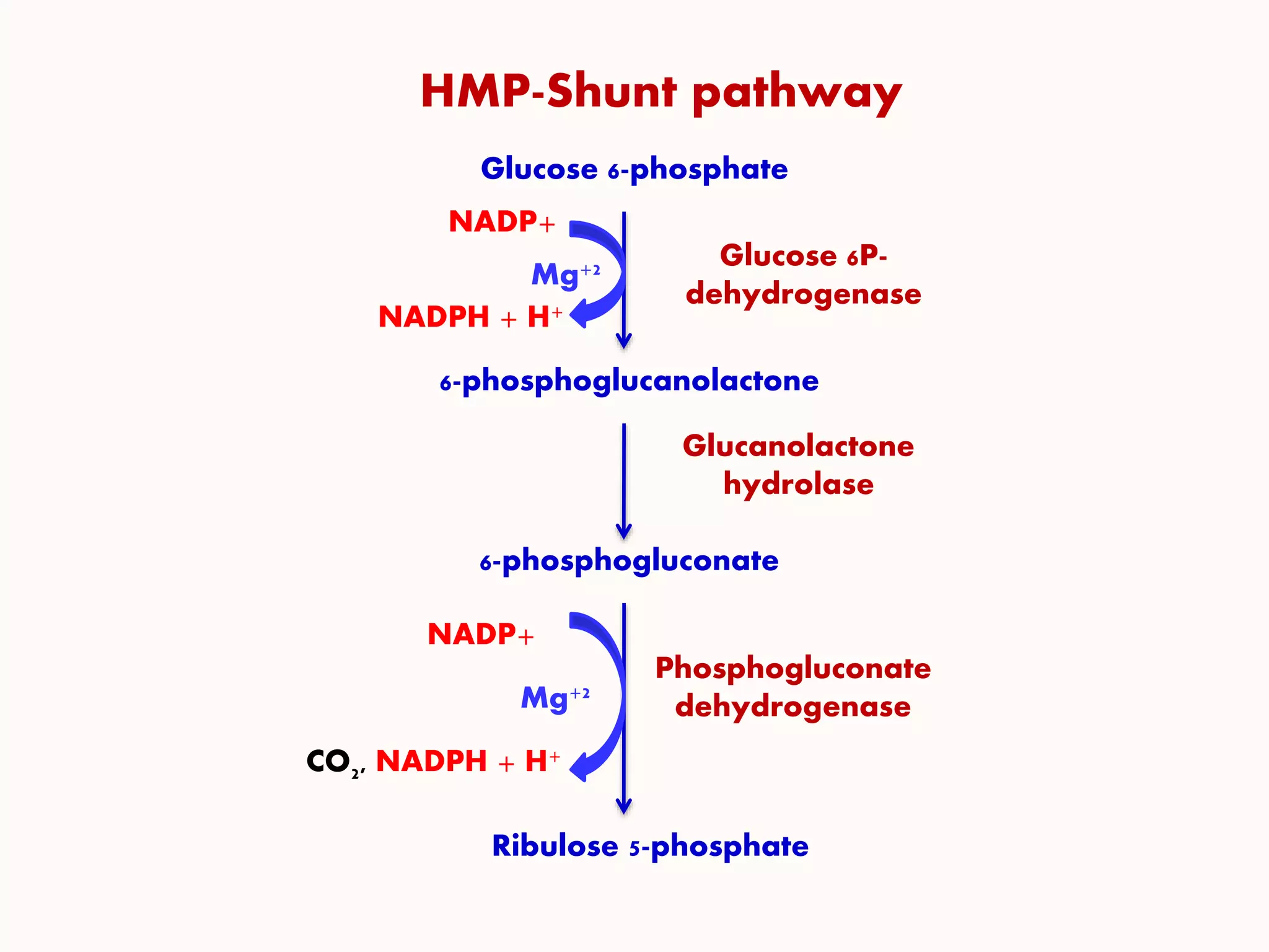 HMP SHUNT PATHWAY | PPTX