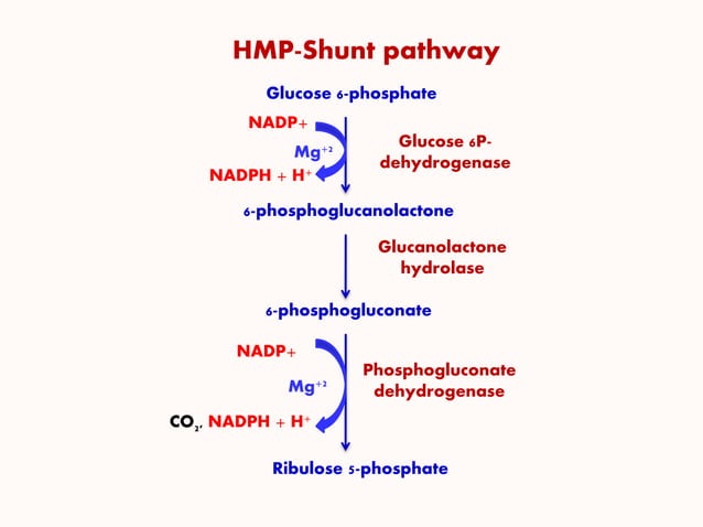 HMP SHUNT PATHWAY | PPTX