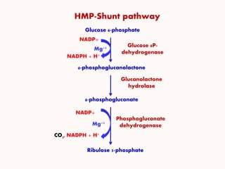 Hexose Monophosphate Shunt