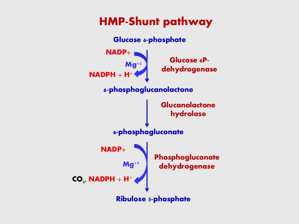 HMP SHUNT PATHWAY