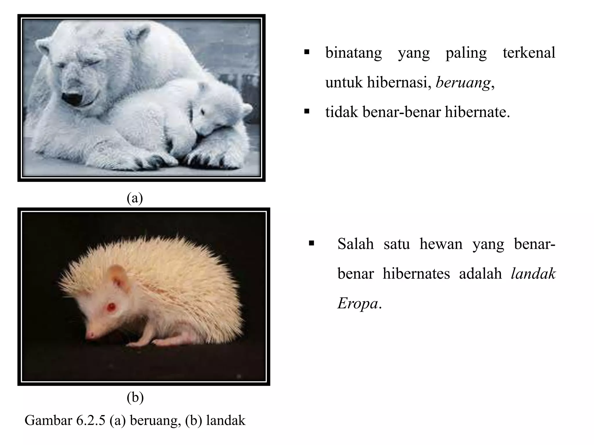 ektoderm dan endoderm | PPTX