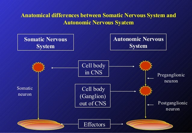 Somatic nervous system effector organs - silopeshowcase