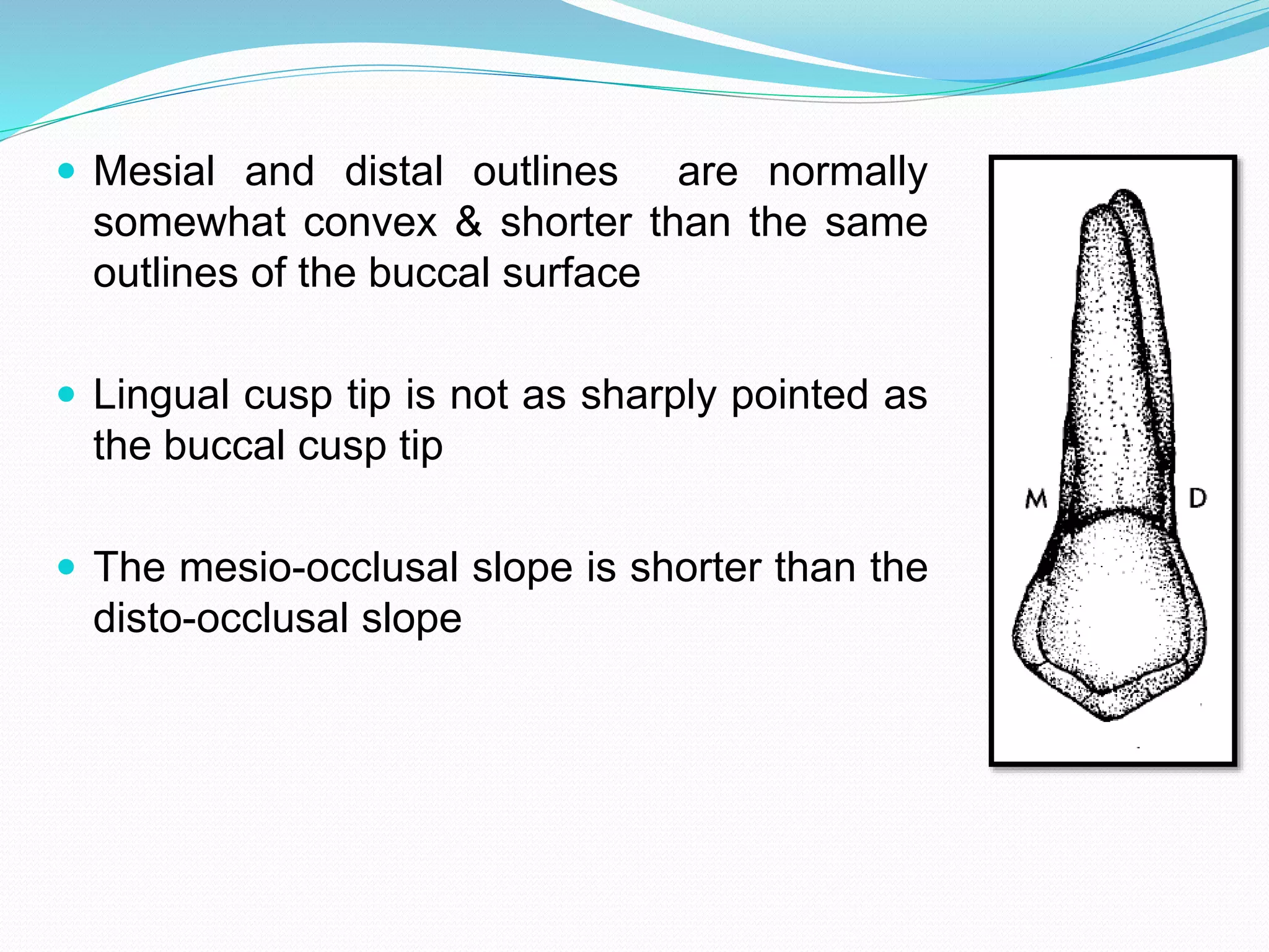 Permanent Maxillary 1st premolar | PPTX