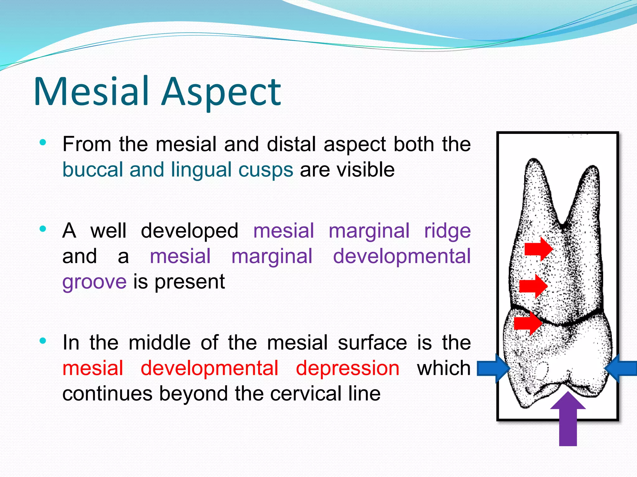 Permanent Maxillary 1st premolar | PPTX