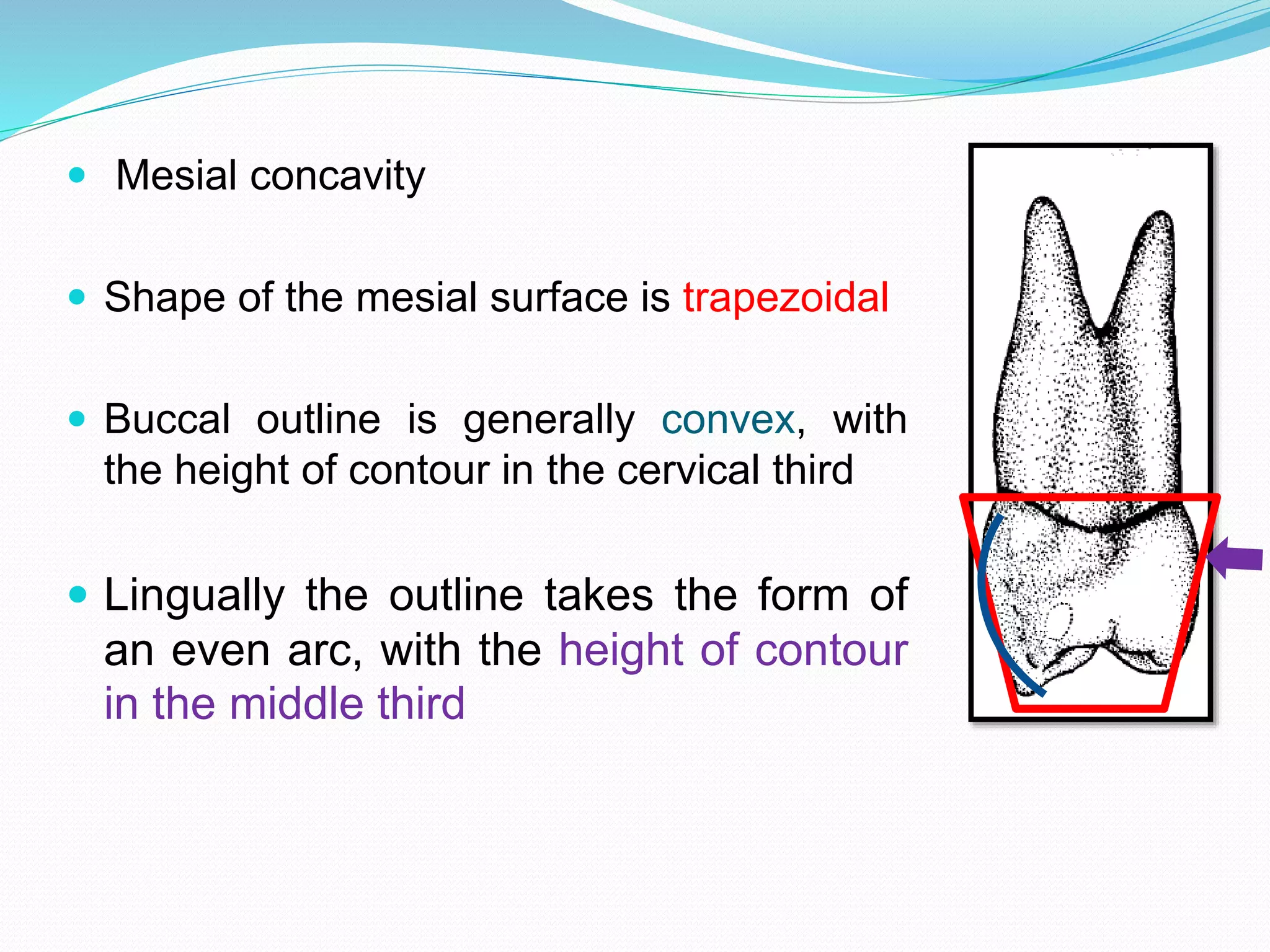 Permanent Maxillary 1st premolar | PPTX