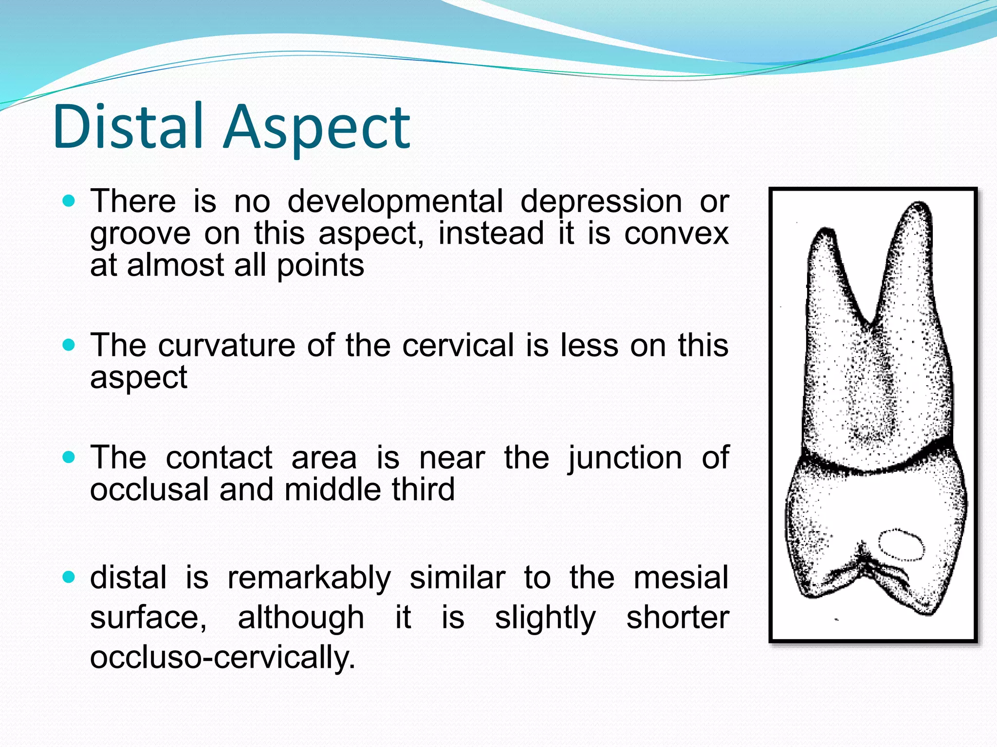Permanent Maxillary 1st premolar | PPTX