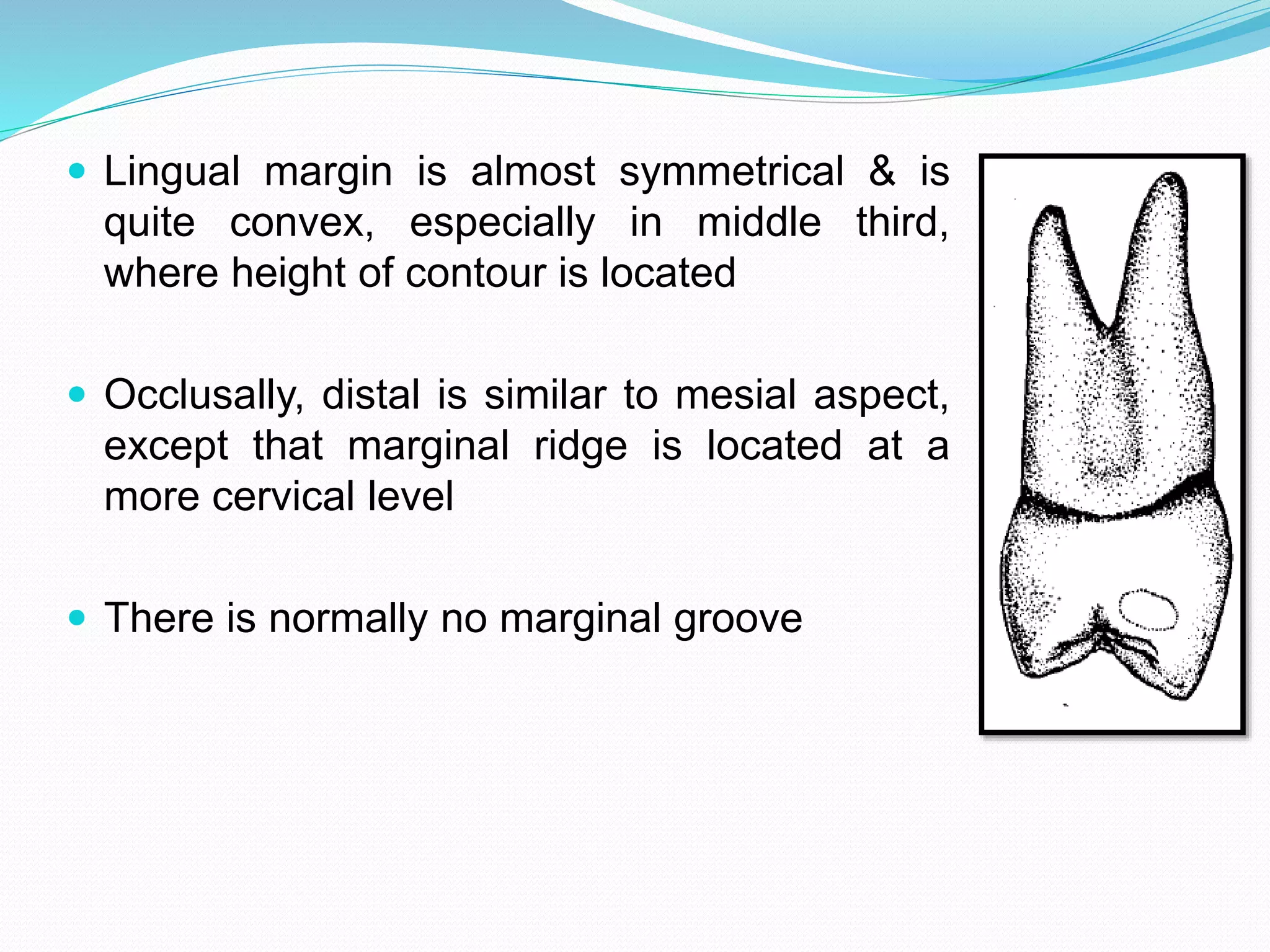 Permanent Maxillary 1st premolar | PPTX