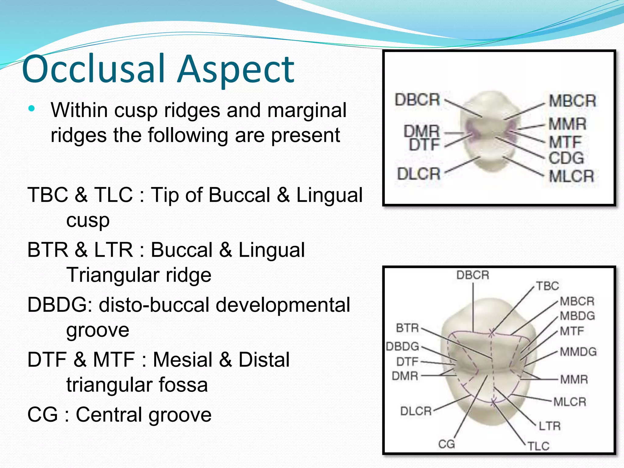 Permanent Maxillary 1st premolar | PPTX