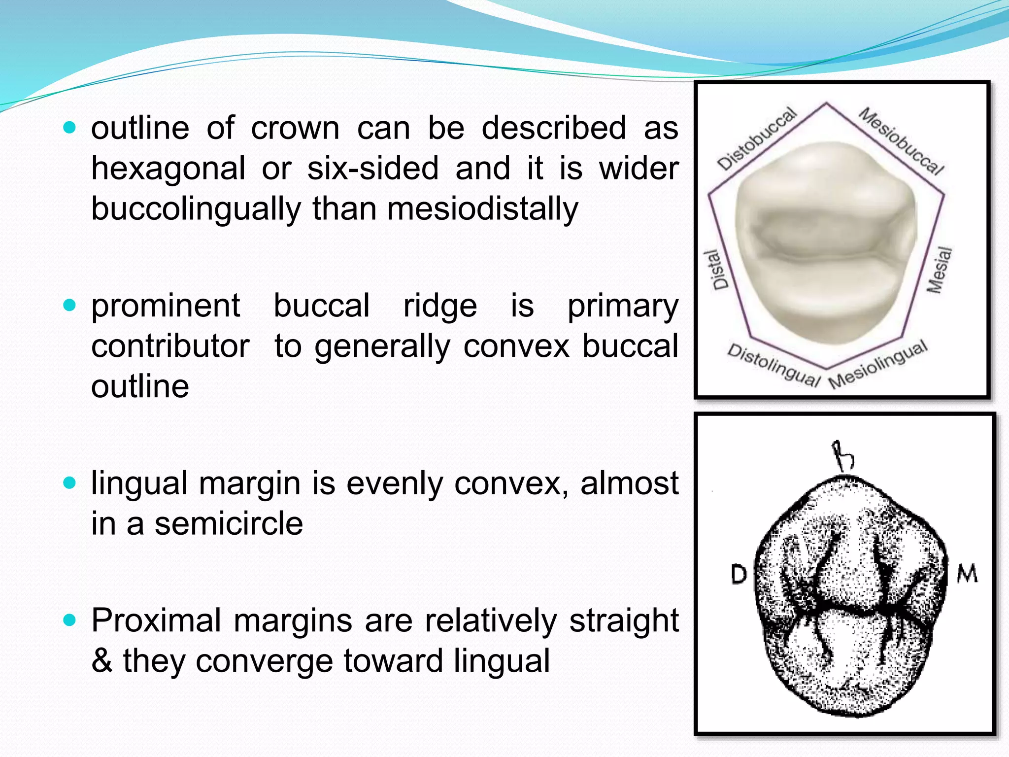 Permanent Maxillary 1st premolar | PPTX