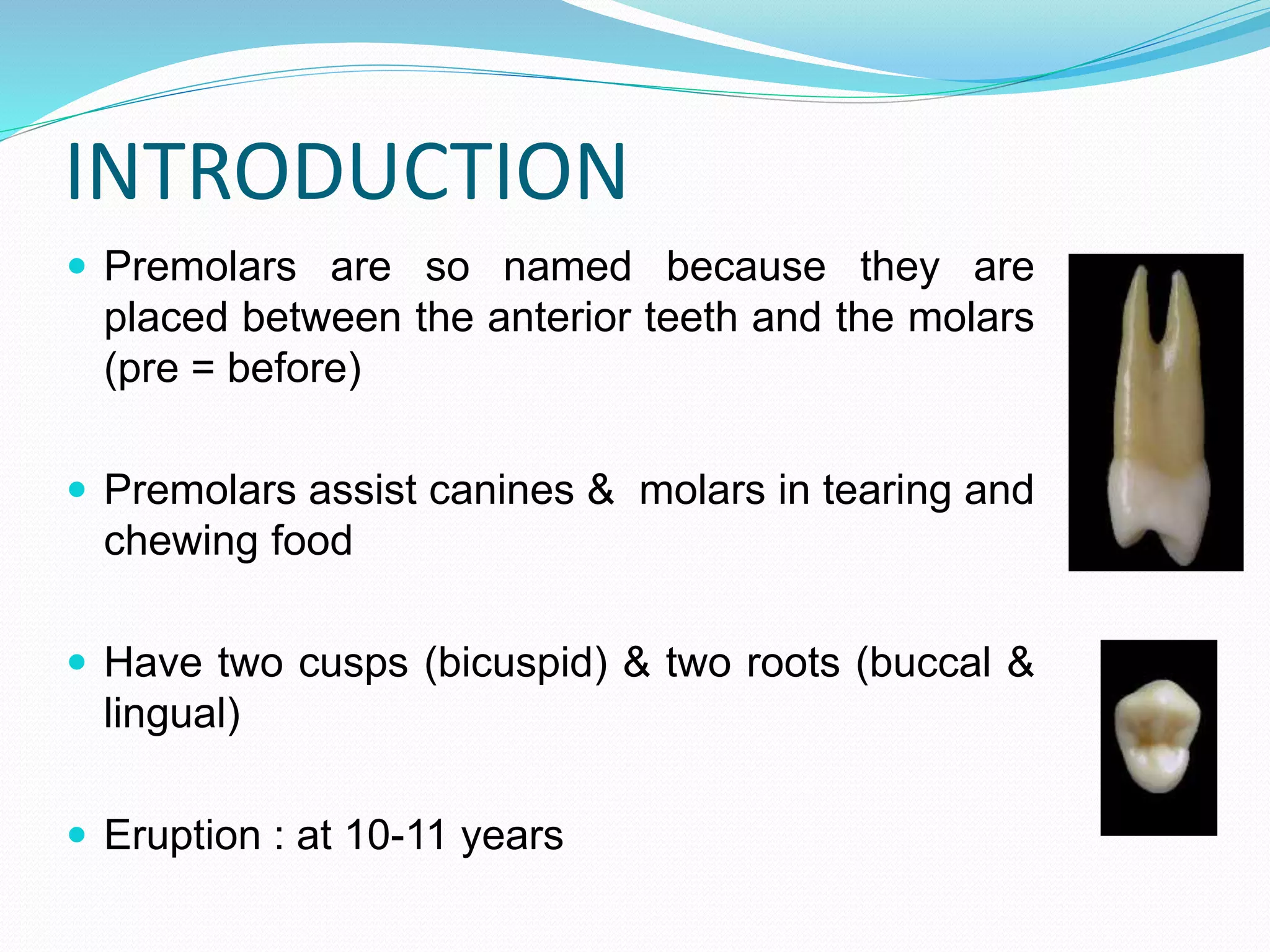 Permanent Maxillary 1st premolar | PPTX