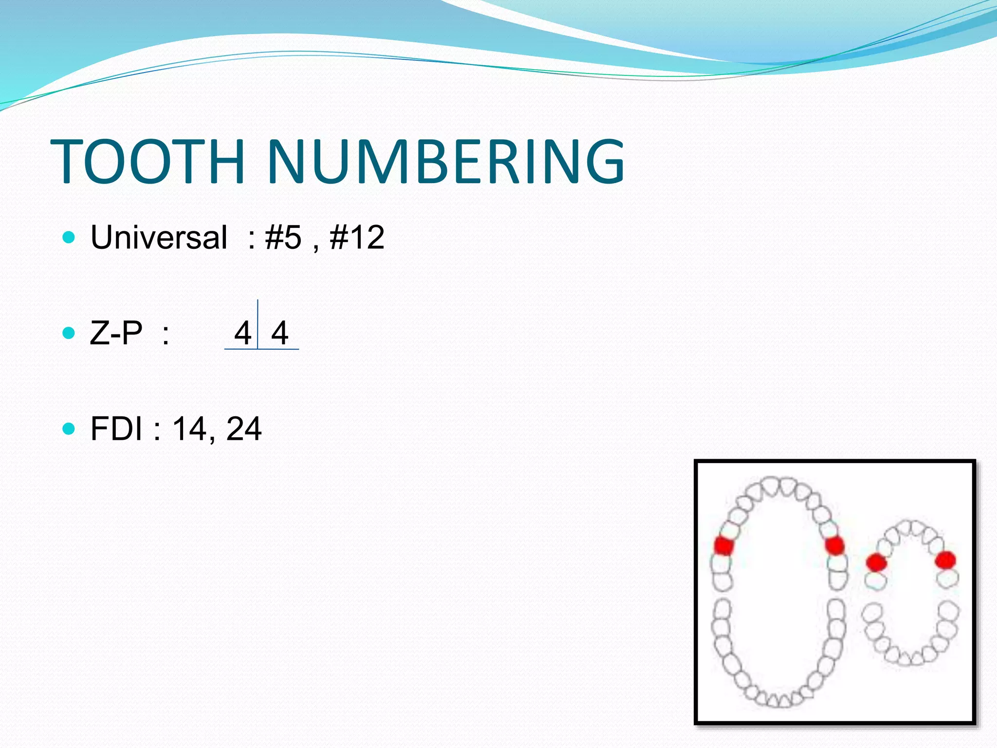 Permanent Maxillary 1st premolar | PPTX
