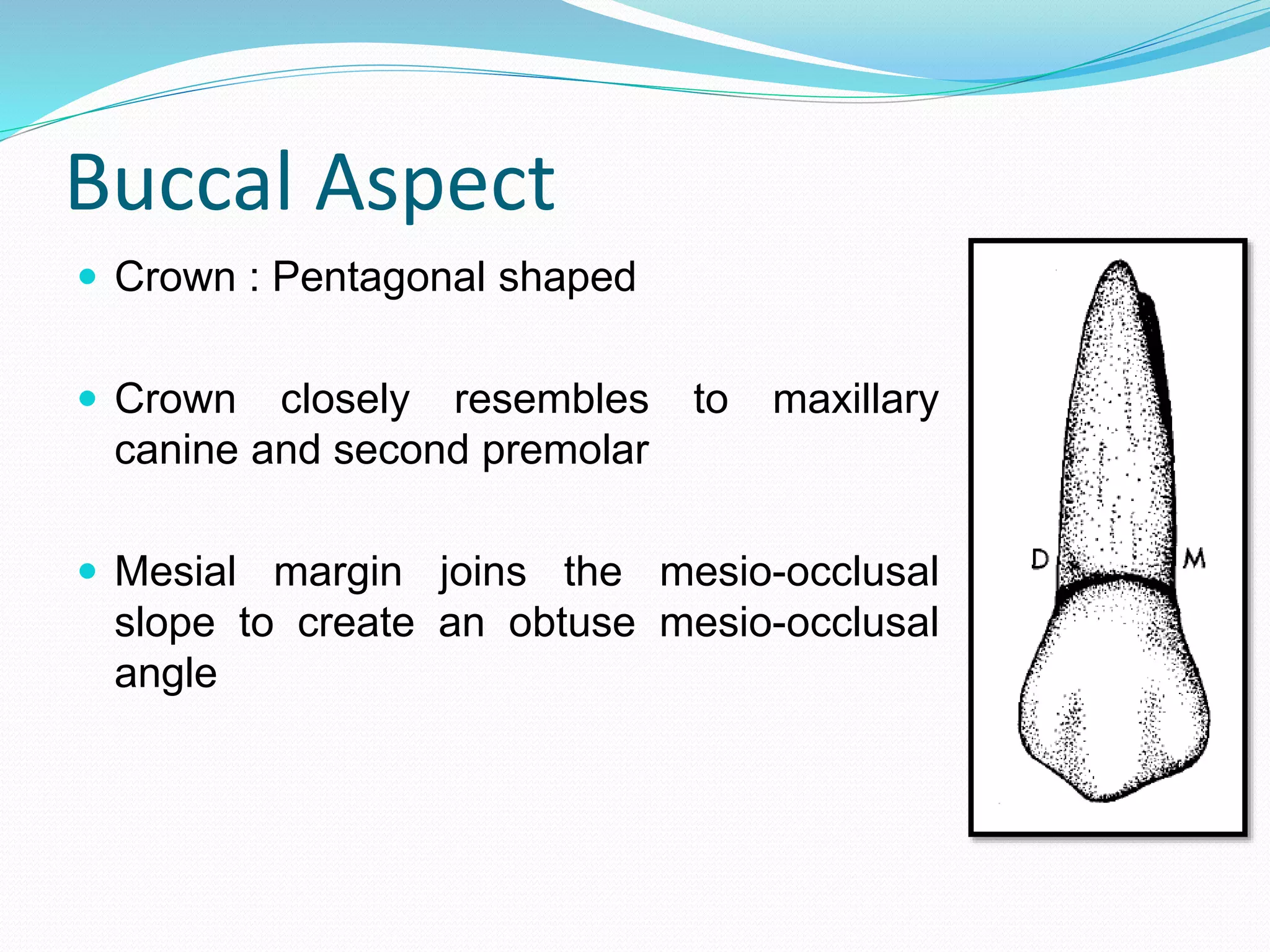 Permanent Maxillary 1st premolar | PPTX
