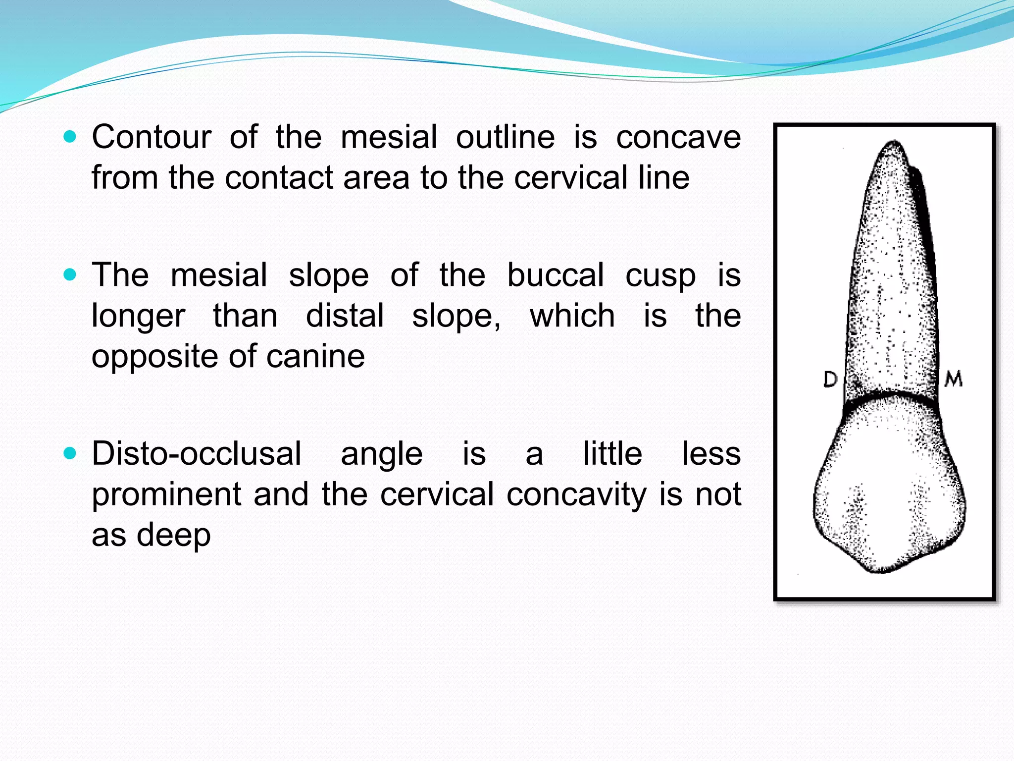 Permanent Maxillary 1st premolar | PPTX