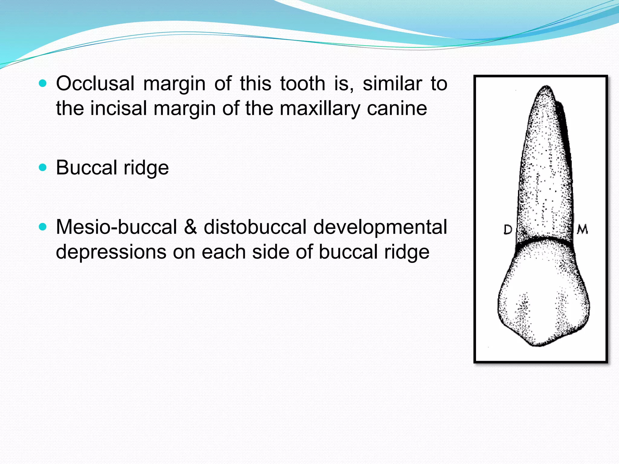 Permanent Maxillary 1st premolar | PPTX