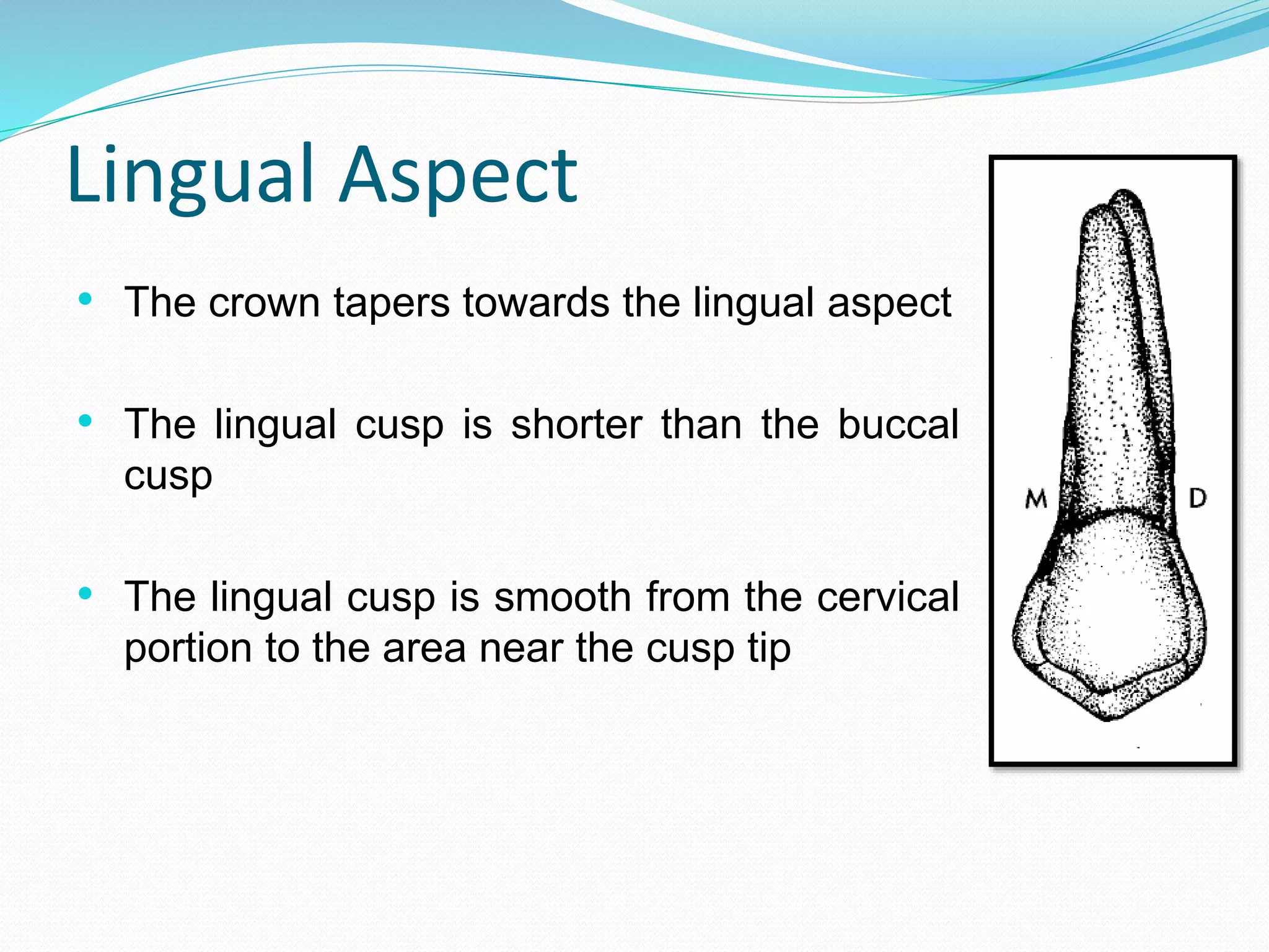 Permanent Maxillary 1st premolar | PPTX