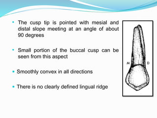 Permanent Maxillary 1st premolar | PPTX