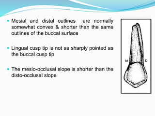 Permanent Maxillary 1st premolar | PPTX