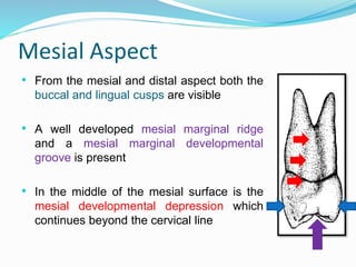Permanent Maxillary 1st premolar | PPTX