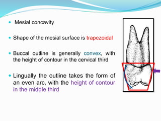 Permanent Maxillary 1st premolar | PPTX