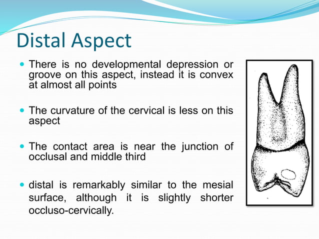 Permanent Maxillary 1st premolar | PPTX | Dental Health | Diseases and ...