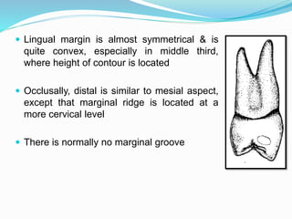 Permanent Maxillary 1st premolar | PPTX