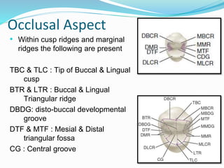 Permanent Maxillary 1st premolar | PPTX