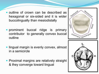 Permanent Maxillary 1st premolar | PPTX