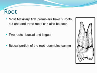 Permanent Maxillary 1st premolar | PPTX