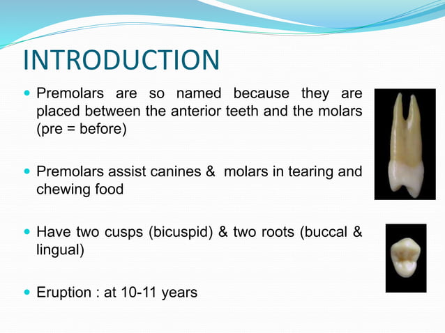 Permanent Maxillary 1st premolar | PPTX | Dental Health | Diseases and ...
