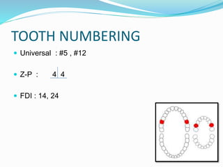 Permanent Maxillary 1st premolar | PPTX