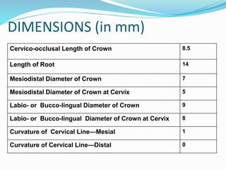 Permanent Maxillary 1st premolar | PPTX