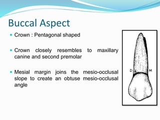 Permanent Maxillary 1st premolar | PPTX