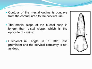Permanent Maxillary 1st premolar | PPTX
